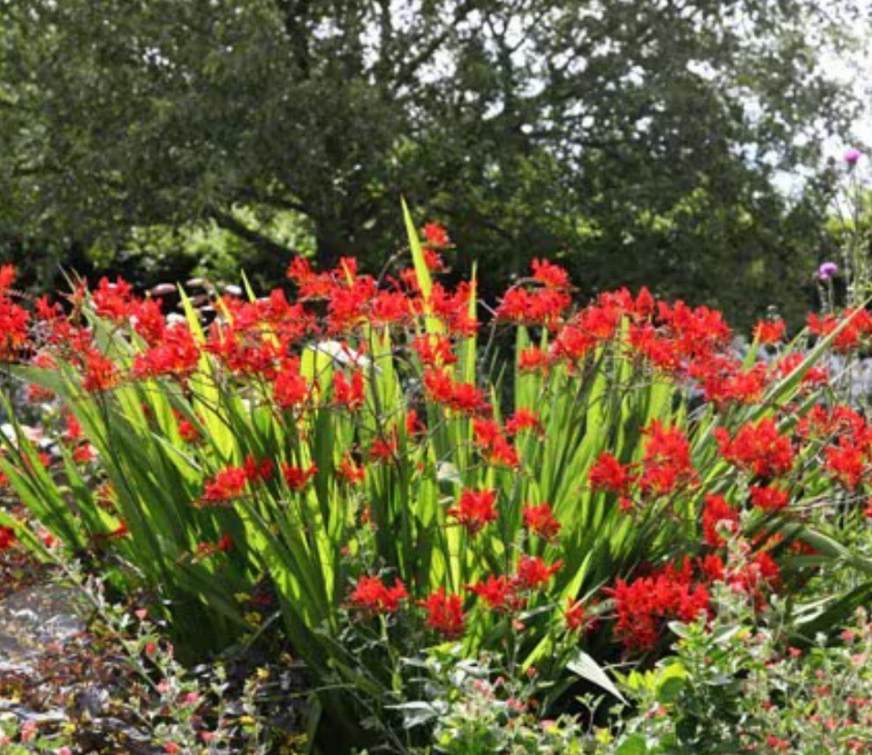 30x small MONTBRETIA Crocosmia RED KING Corms Bulbs Summer Flowering ...