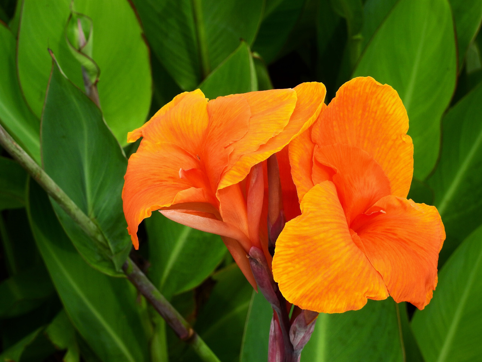 5 ORANGE CANNA LILY Indian Shot Arrowroot Canna Indica Flower Seeds ...