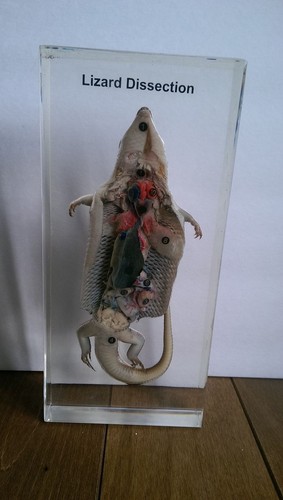 Lizard Anatomy / dissection Model | eBay