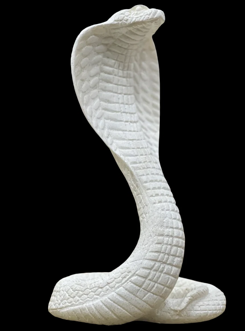 White King Cobra Images