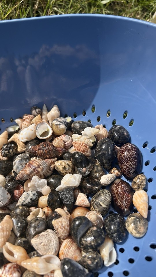 Mystery Kupe’e Unique Hawaiian Shell (Nerite) mixed pack Fresh Oahu 9x ...