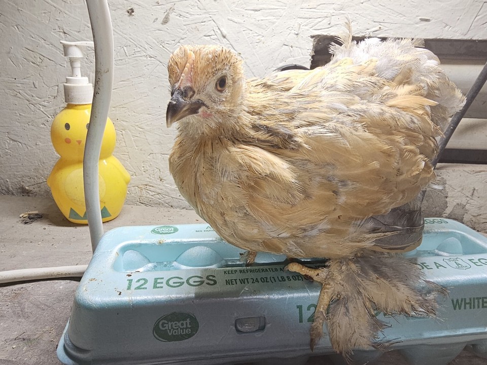 Bantam Cochin eggs From SHOW Stock! Color Pack. Possibly Frizzled | eBay