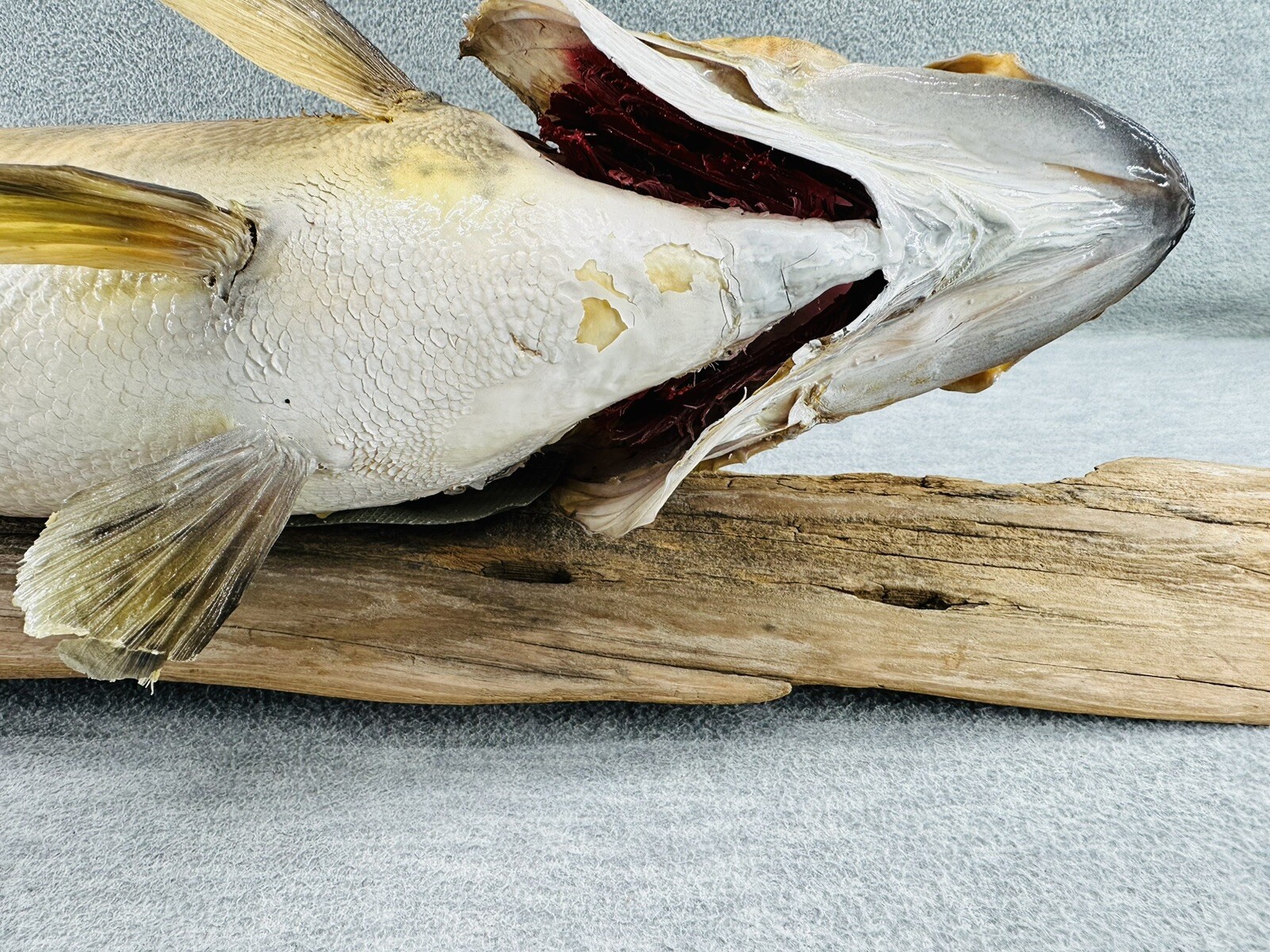 REAL SKIN Mount Walleye Pike Northern Musky Bass Sauger Fish Taxidermy ...
