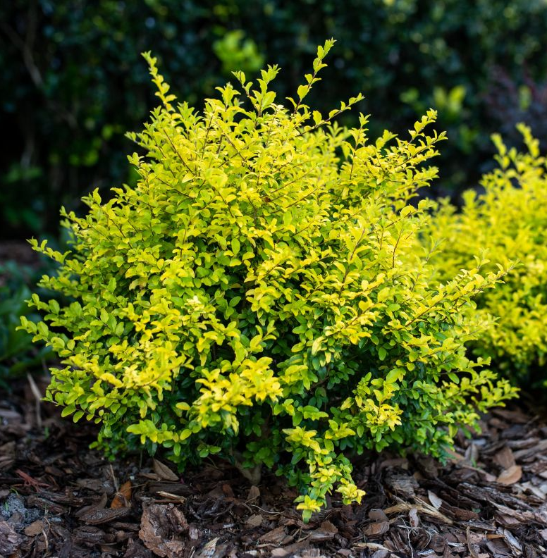 Sunshine Ligustrum Privet Shrurb Golden Privet Tree Ligustrum sinense 2 ...