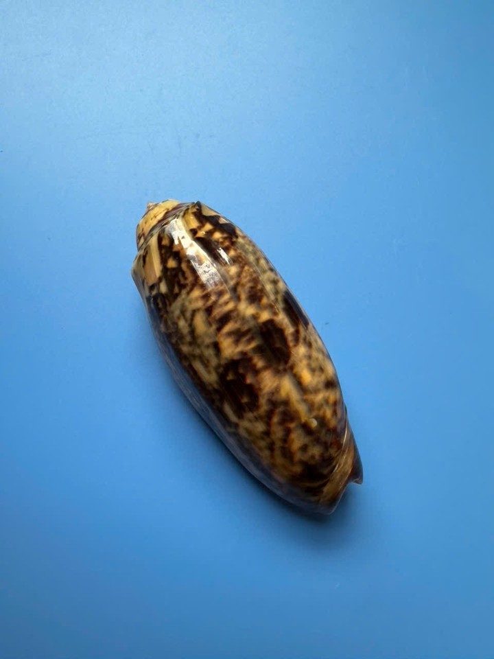 90.8mm | Oliva Miniacea| GIANT size | F+++ GEM | FREAK shape | Nice ...