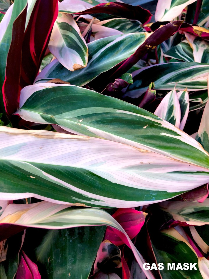 Stromanthe Tricolor Ginger Rhizome, Live Plant, Pink, White & Lush ...