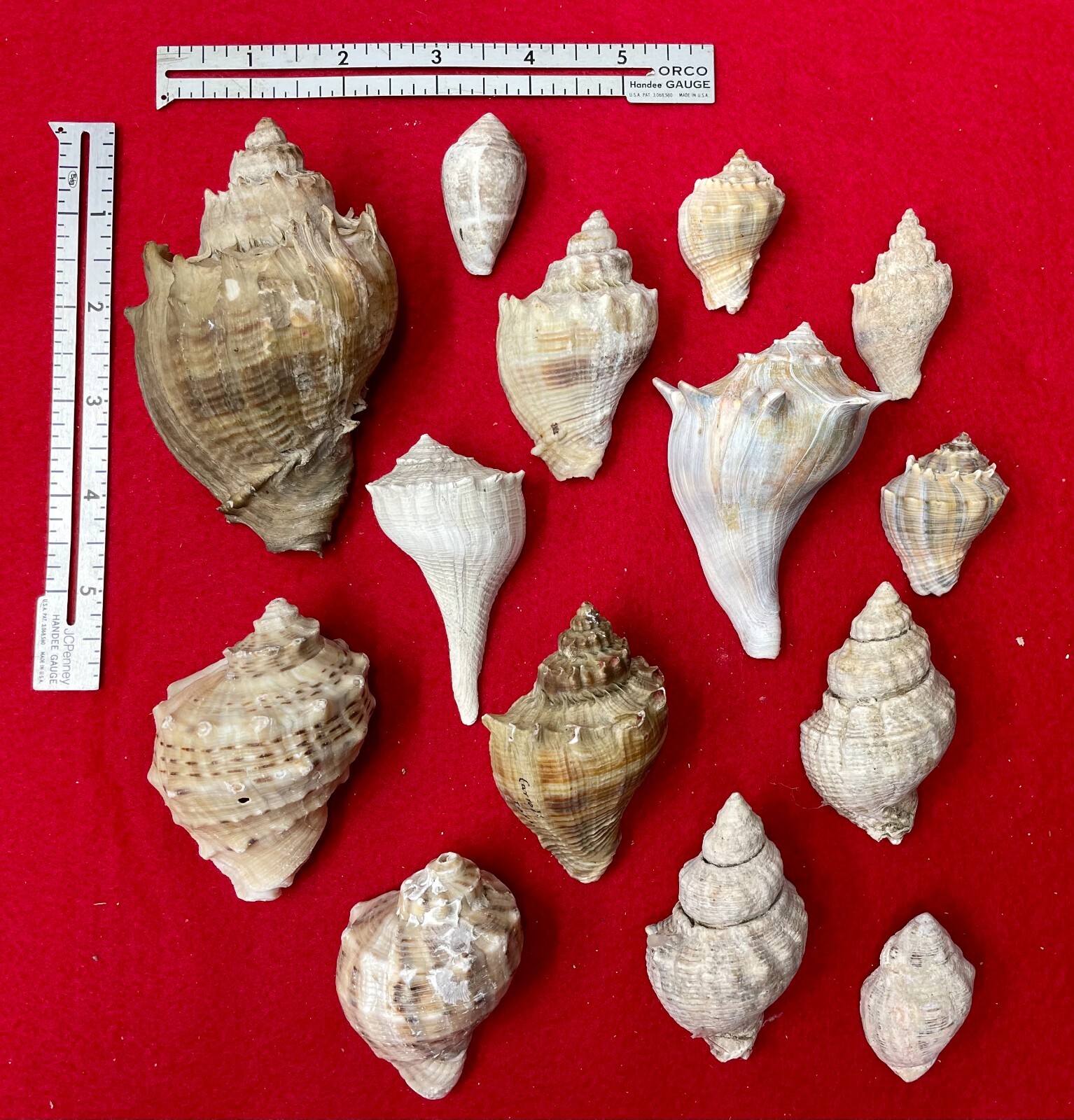 Lot of 14 Conch Sea Shells from 1.75 x .75 to 4.5 x 2.75 Ocean Wedding ...