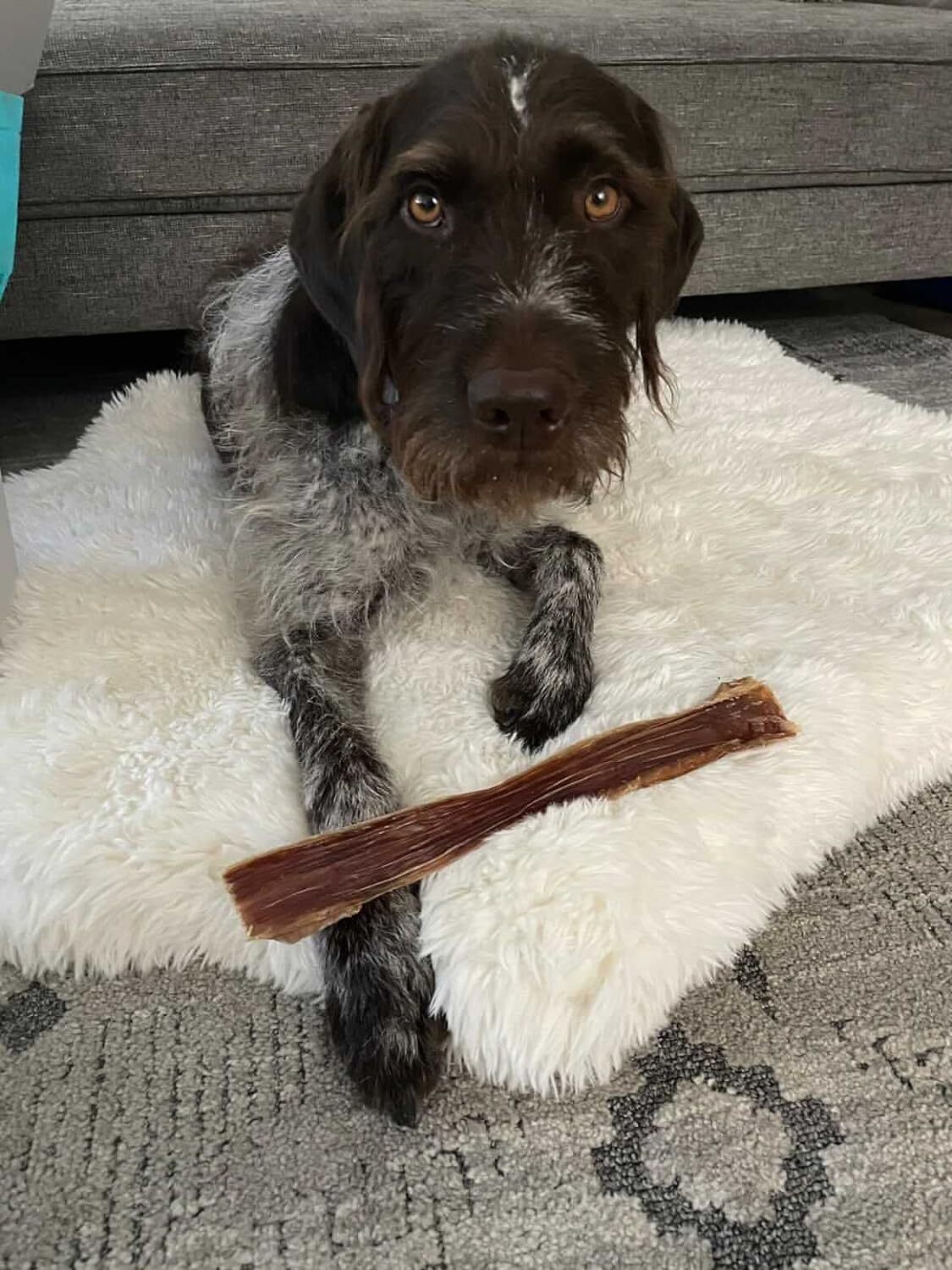 Beef Esophagus Dog Treats (6 INCHES) Grass Fed with No Added Hormone ...