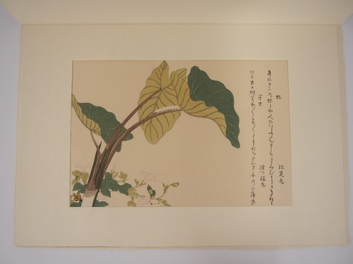 Kitagawa Utamaro Woodblock Print: Insect Masterpieces; Horseflies and ...