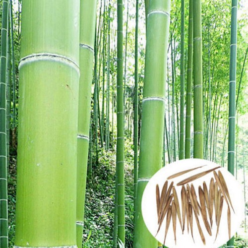 100+Giant Moso Bamboo Seeds Perennial evergreen Grows Edible Bamboo ...