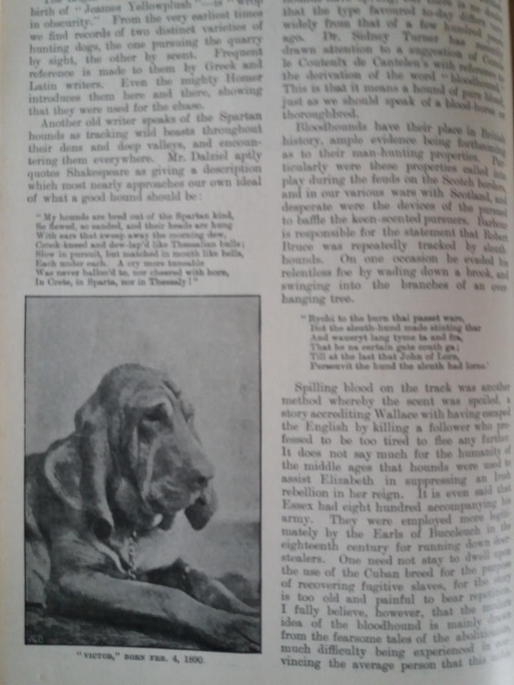 Detective Bloodhounds Man Tracker Dog Mr Brough Rare Old Victorian 1898 ...