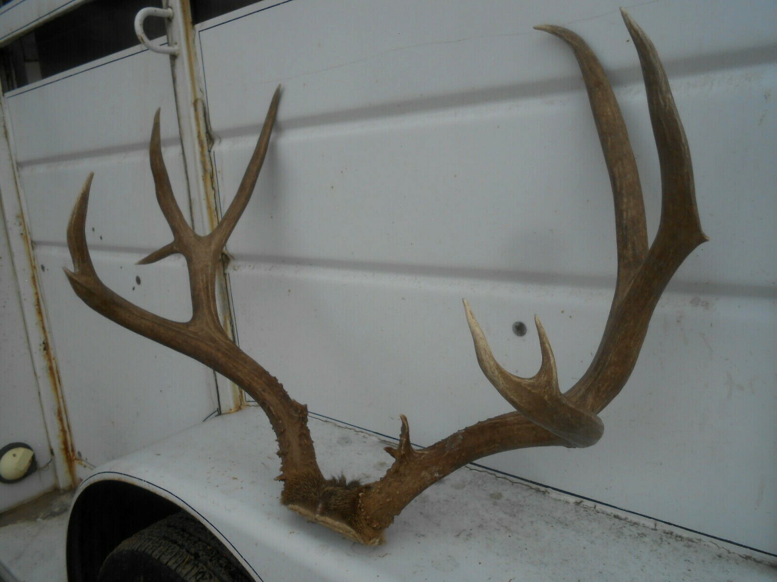 34 0/8" wide TROPHY MULE DEER RACK antlers whitetail sheds taxidermy ...