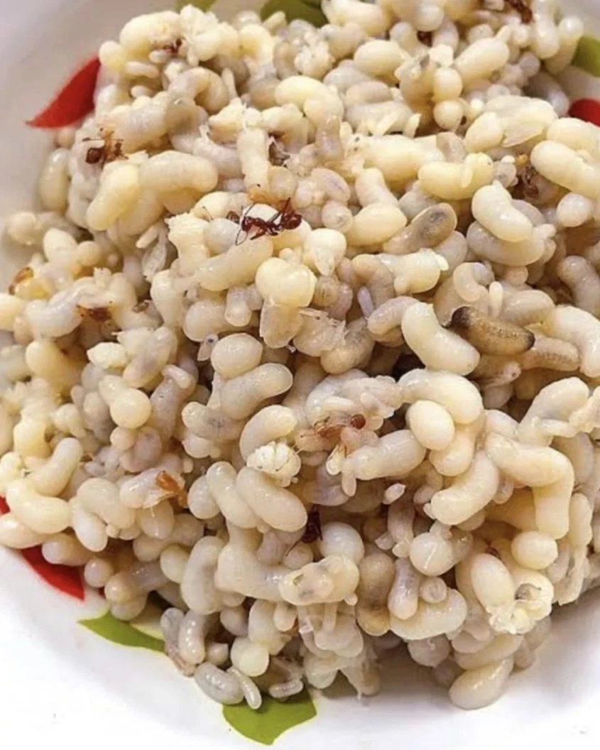 Escamoles Ant Eggs Caviar Of Mexican Desert