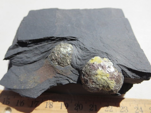 250 SPHERICAL PYRITES IN SLATE SPECIMEN FROM W. AUSTRALIA NEAR PERTH ...