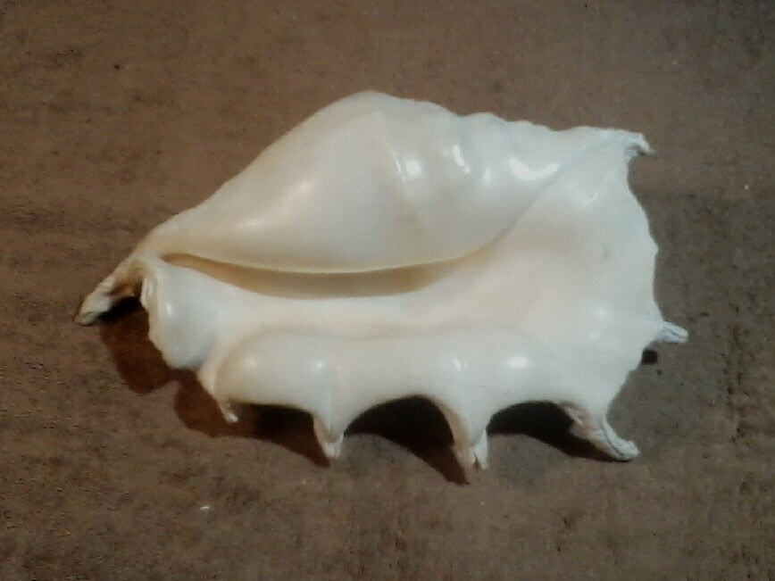 11 inch Giant Spider Conch Shell, Seashell | eBay