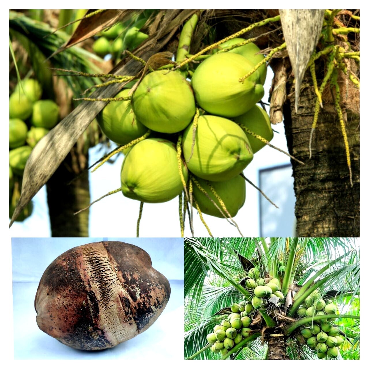 Coconut Palm Seed