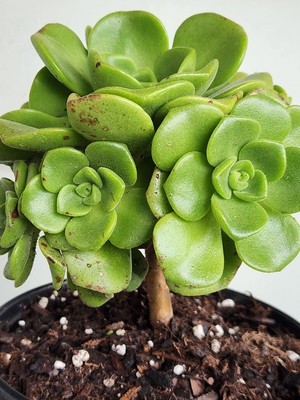 Lovely Echeveria Succulent Plant Cluster 5" W 5" H Thick Stem Many ...