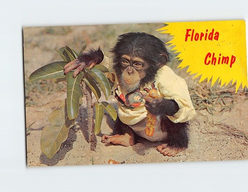 Postcard Florida Chimp, Florida | eBay