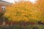 American Yellowwood, Cladrastis kentukea, Tree Seeds (Showy, Hardy ...