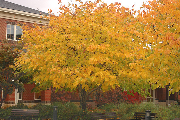 American Yellowwood, Cladrastis kentukea, Tree Seeds (Showy, Hardy ...