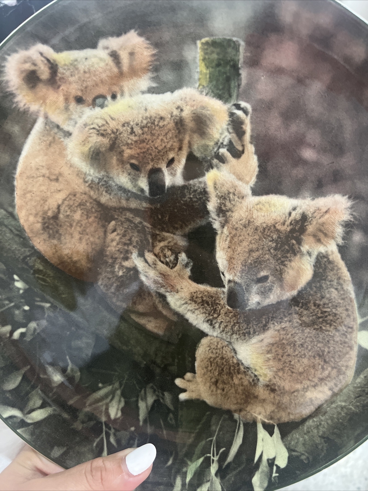 Royal Doulton KOALA BEARS D-624 Australian Views Collectors Plate Grant ...