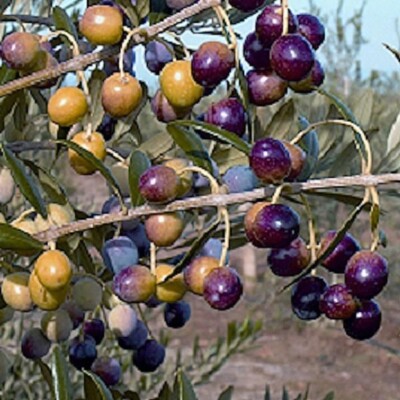 Buy 1 get 1 free, Olive Tree starter plant, 4-6 inches tall, well ...