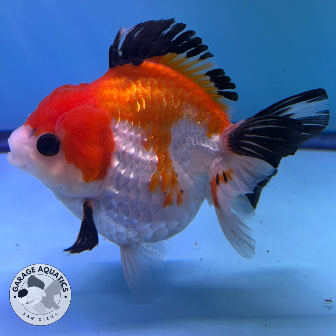 Live Premium Fancy Goldfish Thai Yuanbao Oranda Tri-Color Giant Breed ...