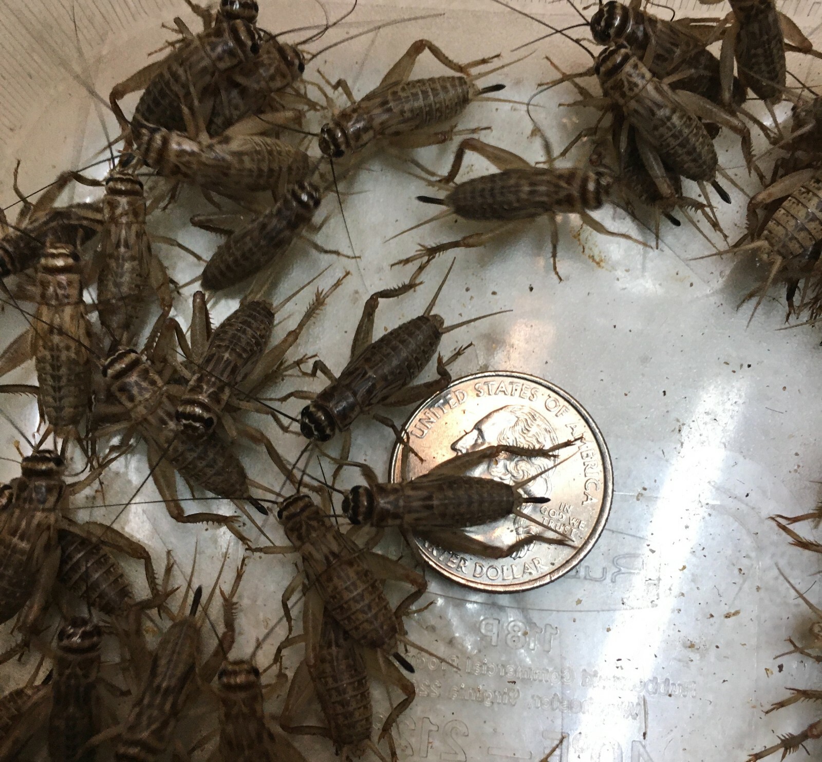 50 LIVE adult banded crickets. | eBay