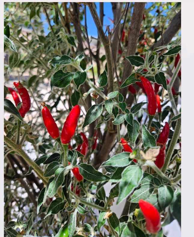 BLACK COBRA CHILI PEPPER PREMIUM SEED-HIGH YIELD -50/100 SEEDS - HOT ...