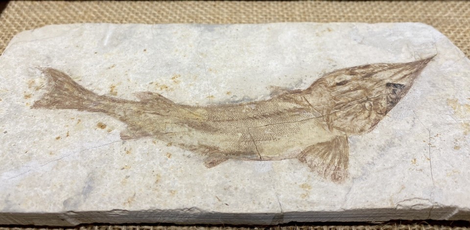 RARE 120 Million Year Old Paddlefish Protopsephurus Liui Yixian ...