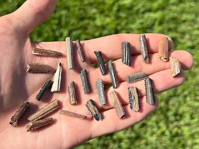 Florida Fossil Stingray Barbs 1 PER PURCHASE Megalodon Age Fish Bones ...