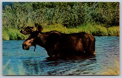 NORTHERN BULL MOOSE IN RIVER vintage chrome c1965 unposted VTG UNP ...