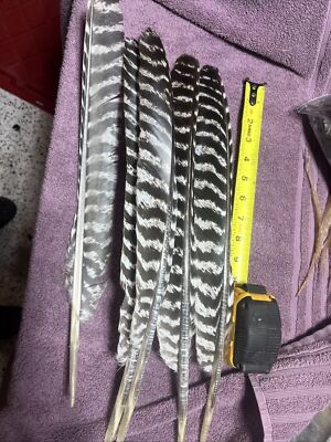 Wild Turkey Primary Barred Wing Feathers Five Feathers Art Archery ...