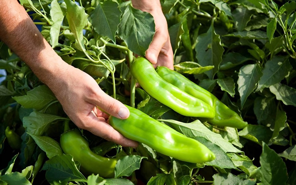 150ct Heirloom NuMex BIG Jim Hatch Chili Pepper Seeds HUGE Foot Long ...