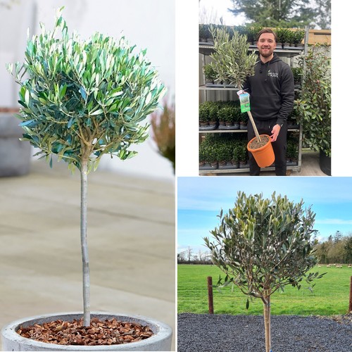 Olive Tree Plant Large Lollipop Olea Europea Evergreen Garden 4L Pot ...