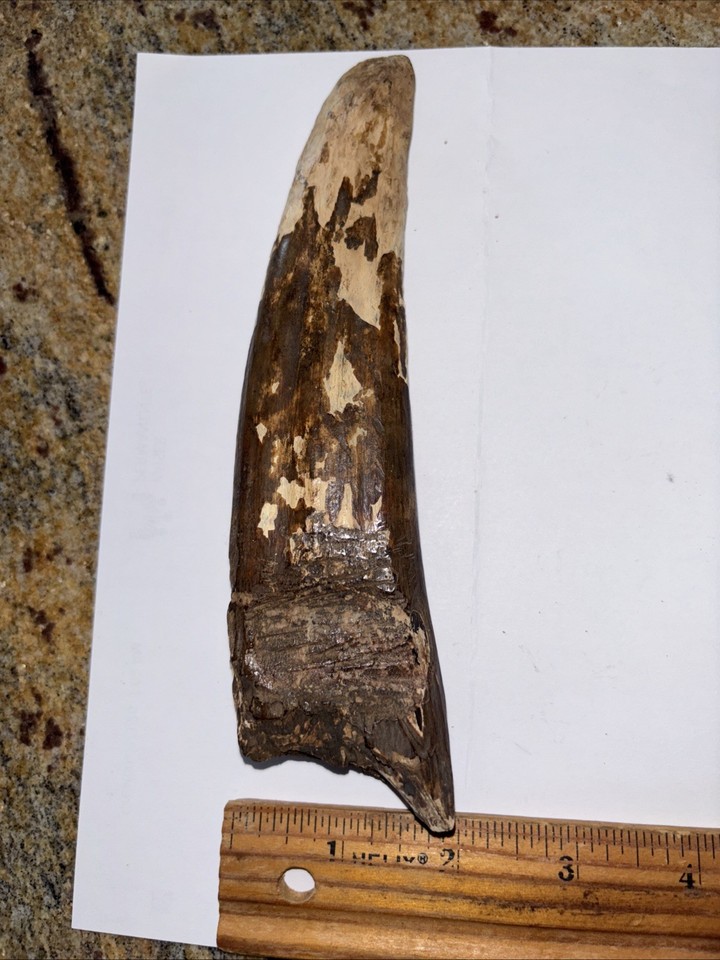 Eskimo Artifacts Axe Head Fossil Walrus | eBay