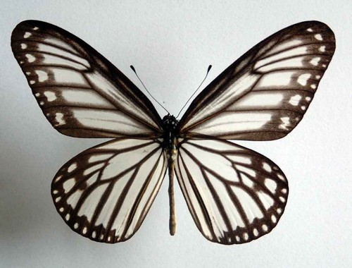 IDEOPSIS HEWITSONI - unmounted butterfly | eBay