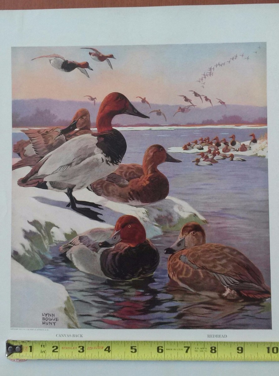 Canvasback Eend Foto's Canvasback Images – Browse 624 Stock Photos,