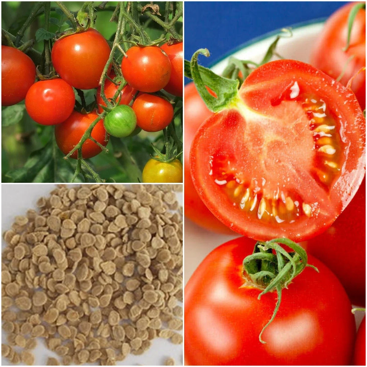 Tomato Seeds For Planting