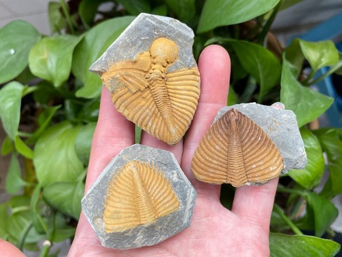 3 pieces Trilobite Coronocephalus tail rock specimen Cambrian period | eBay
