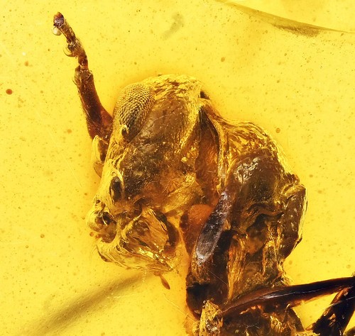 Extinct Sphecomyrma Ant, Fossil inclusion in Burmese Amber | eBay