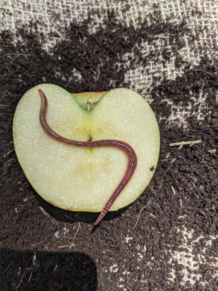 50 Large, Live- Bait Worms (European Nightcrawlers)--Free Shipping | eBay