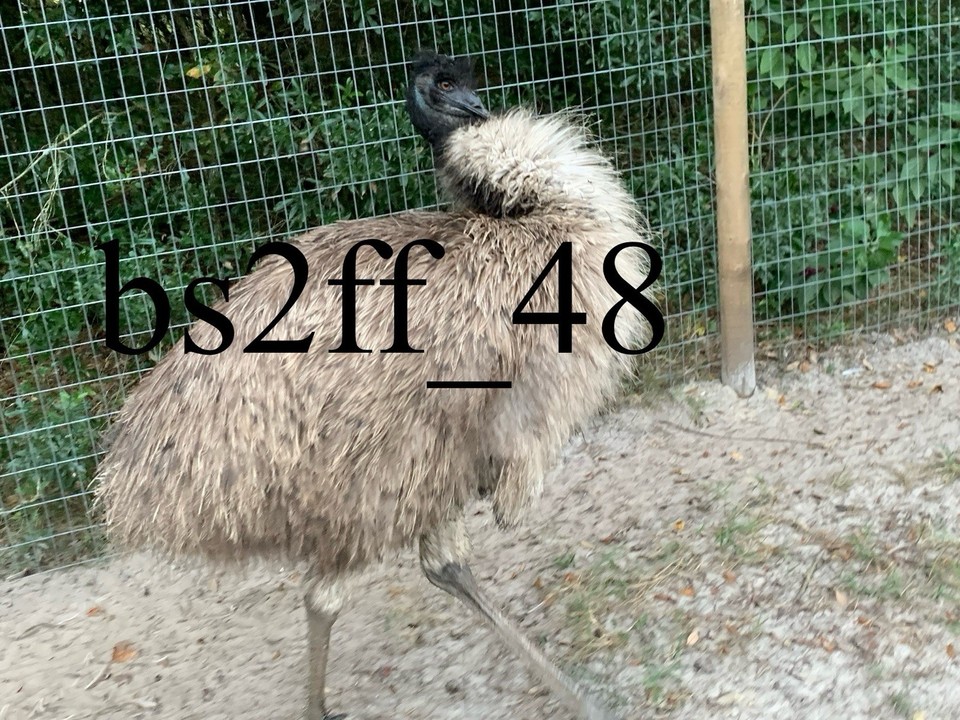 Laying Now Emu Hatching Egg Standard Only Please Read Description ...