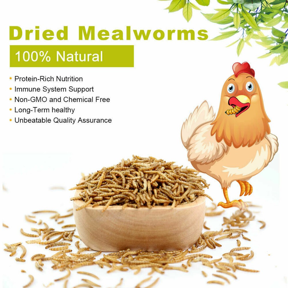 Lot High-Protein Bulk Dried Mealworms 22/44LBS Non-GMO Mealworm Treats ...