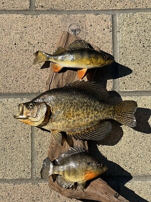 Beautiful Sunfish Crappie Perch Fish Taxidermy Wall Mount Art Wildlife ...
