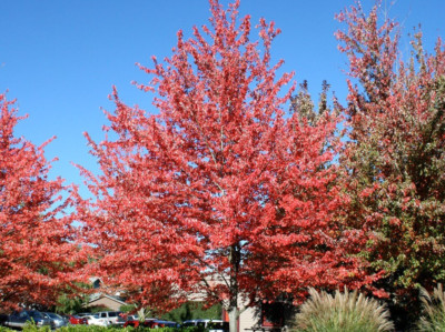 Sun Valley Maple Tree – Live Red Maple in Gallon Pot (2–4' Tall) | eBay