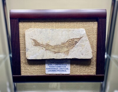 RARE 120 Million Year Old Paddlefish Protopsephurus Liui Yixian ...