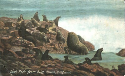 Seals on Seal Rock from Cliff House California 1909 Postcard | eBay