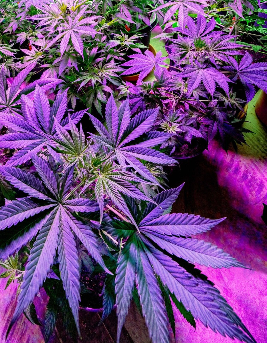 Purple Cannabis Wallpaper Premium Photo | Purple Marijuana Leaves Or