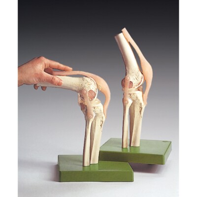 Anatomical Chart Company FUNCTIONAL KNEE JOINT MODEL | eBay